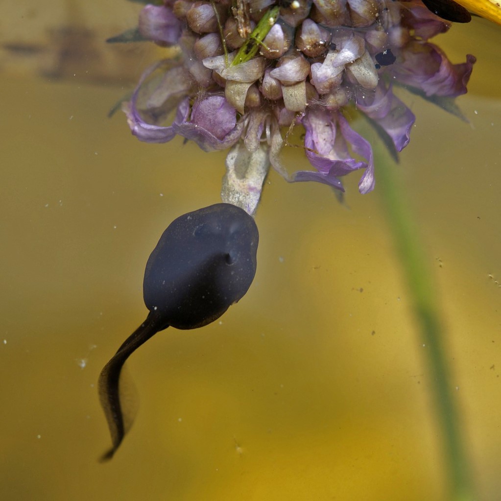 anfibi 12 – PARCO NORD MILANO