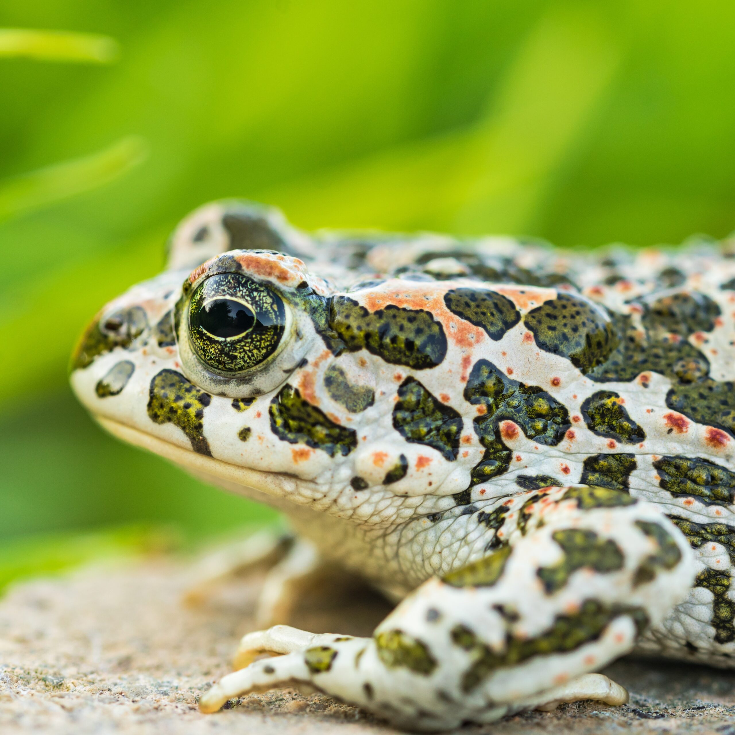 anfibi 3 – PARCO NORD MILANO